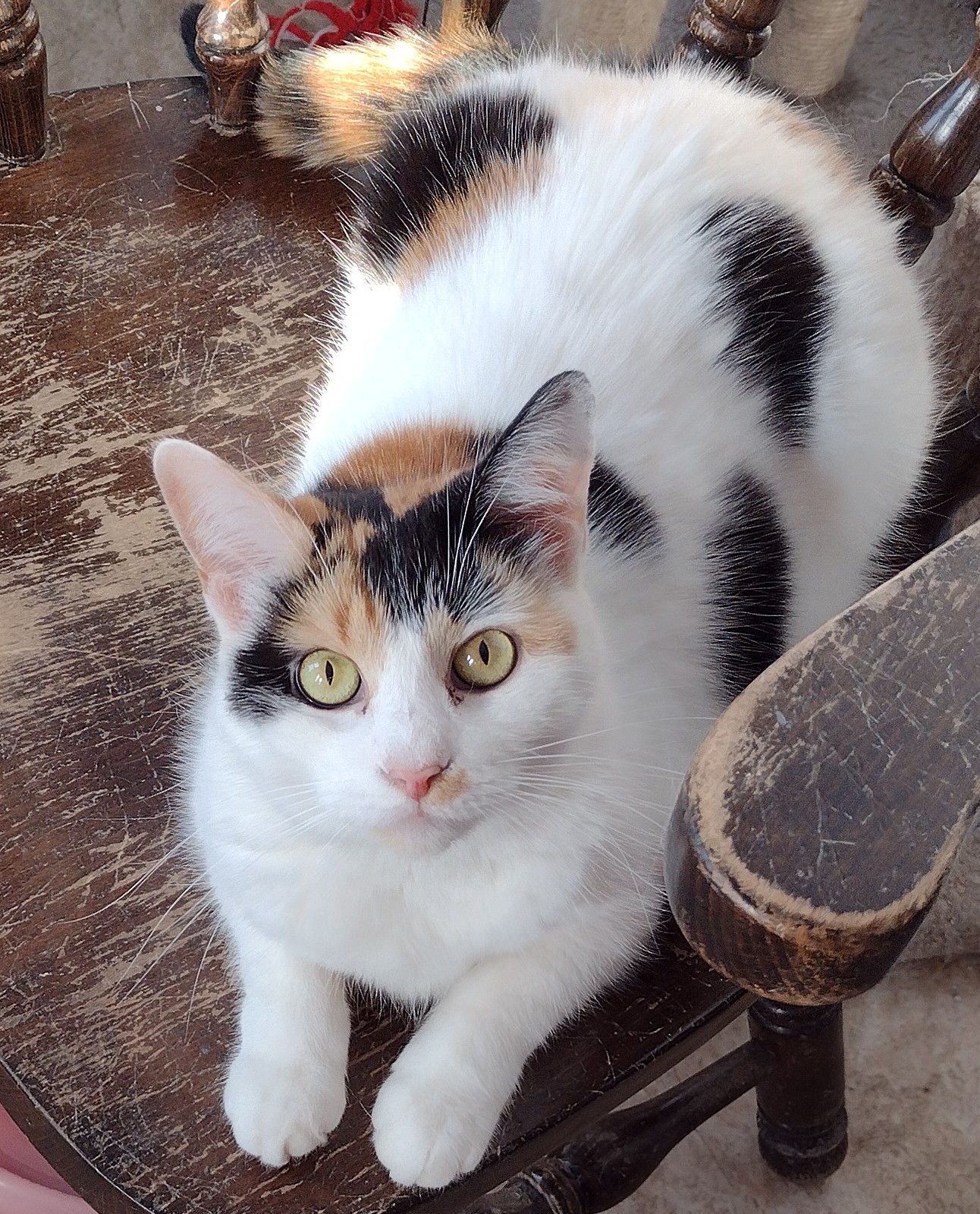 Patches Is WSCR Cat Of The Week | News, Sports, Jobs - Post Journal